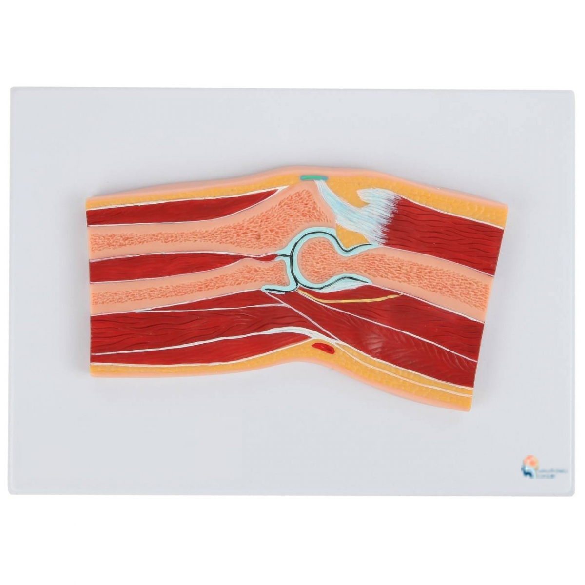 Myaskro Joint Cross-Section Anatomy Model Bundle